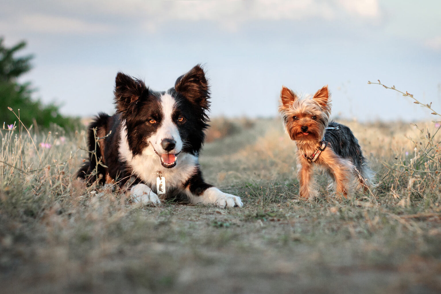 Our Top Dog Walks in Ross on Wye - Avon Estates Ltd.