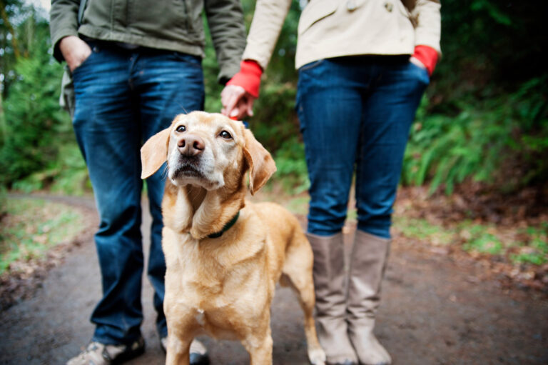 Our Top 5 Dog Walks in Warwickshire - Avon Estates Ltd.